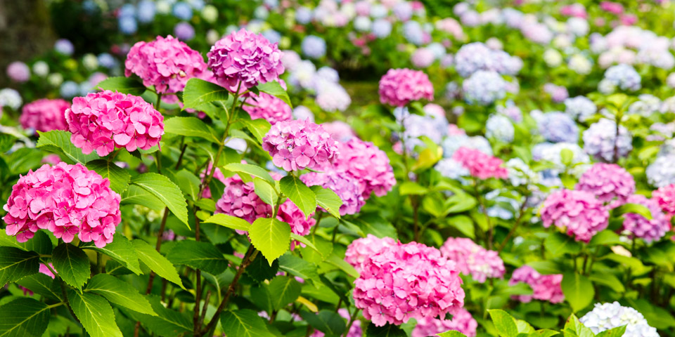 June | Discover Kyoto